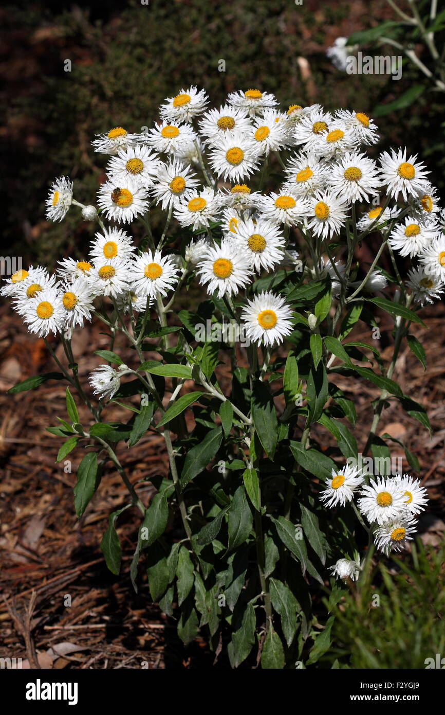 Australian native paper daisy hi-res stock photography and images - Alamy