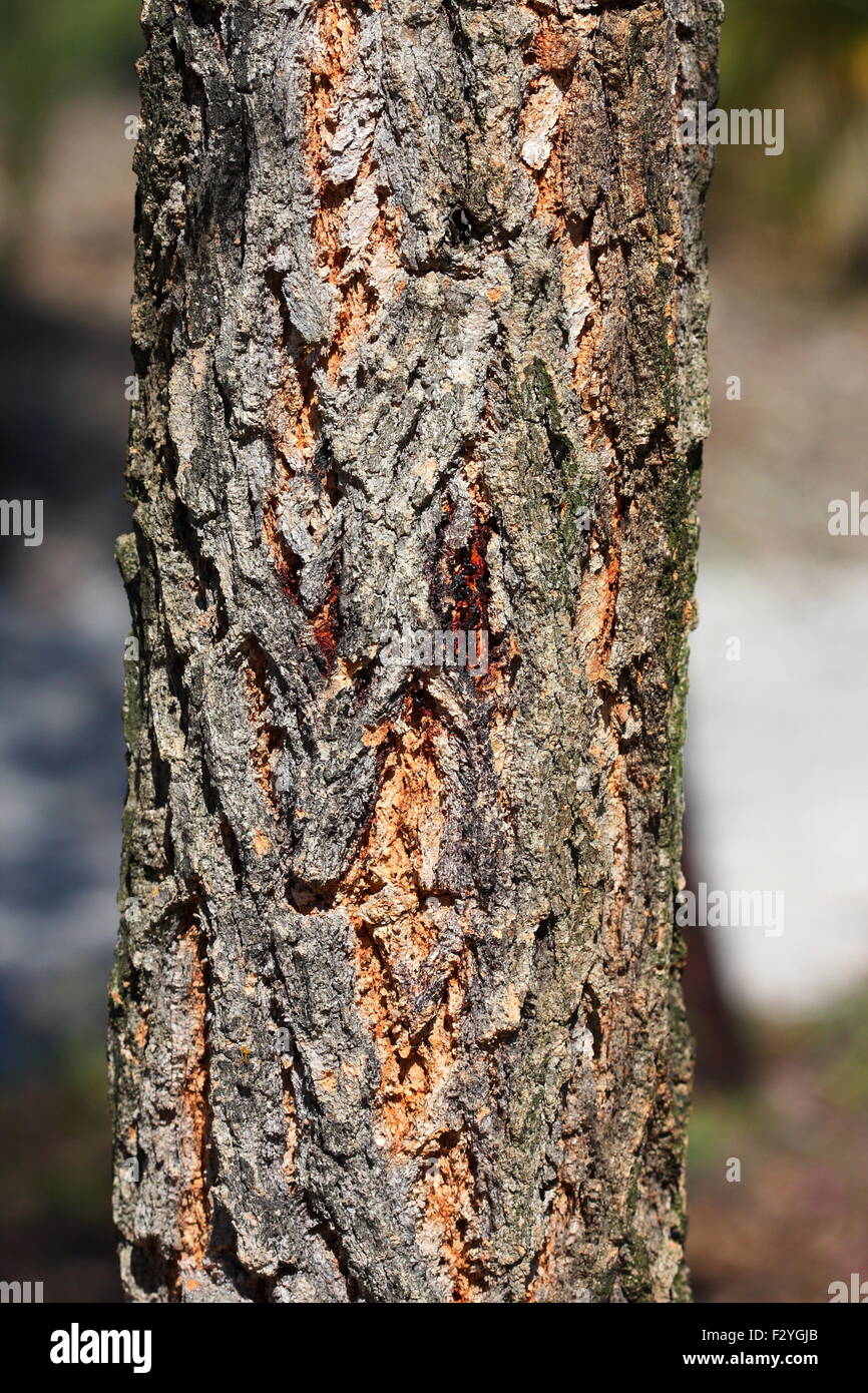 Tree bark hi-res stock photography and images - Alamy