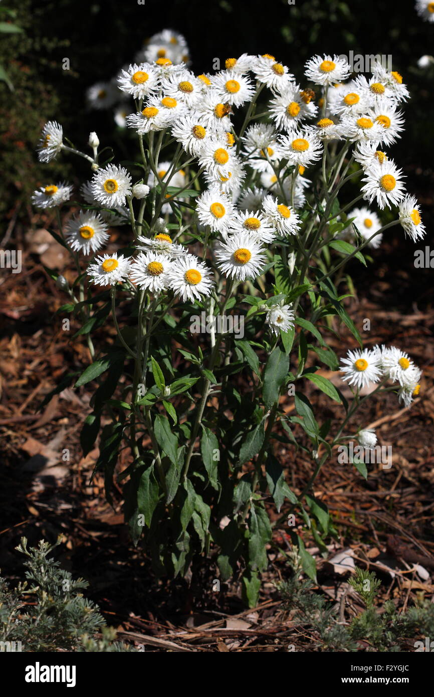 Australian native paper daisy hi-res stock photography and images - Alamy