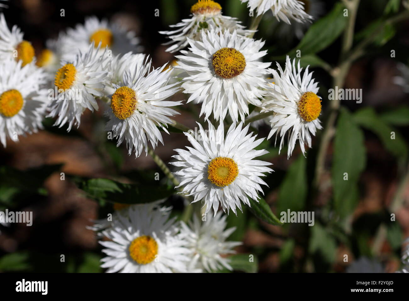 Australian native paper daisy hi-res stock photography and images - Alamy