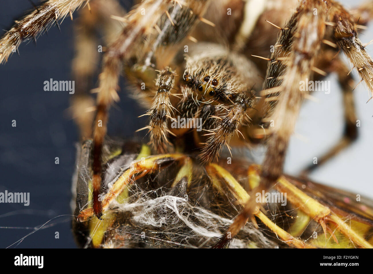 Wasp Eating Spider High Resolution Stock Photography and Images - Alamy