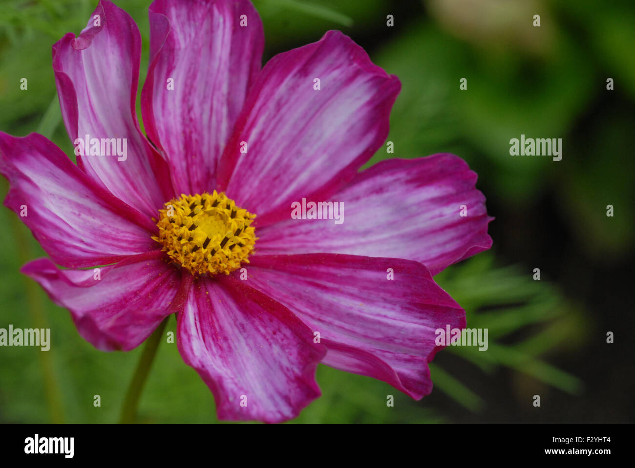 Close up centre of cosmos flower hi-res stock photography and images ...