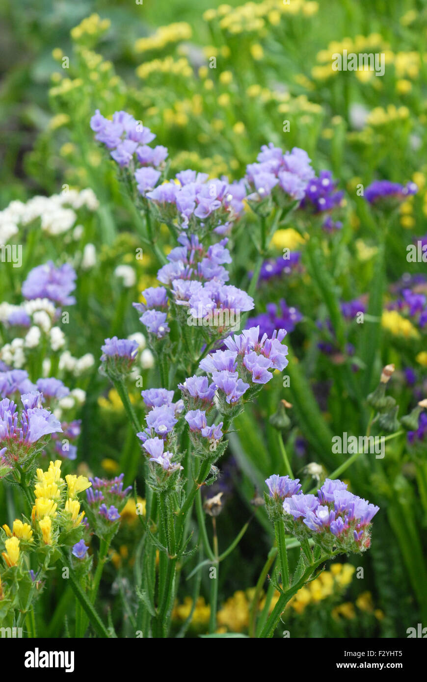Statice england hi-res stock photography and images - Alamy