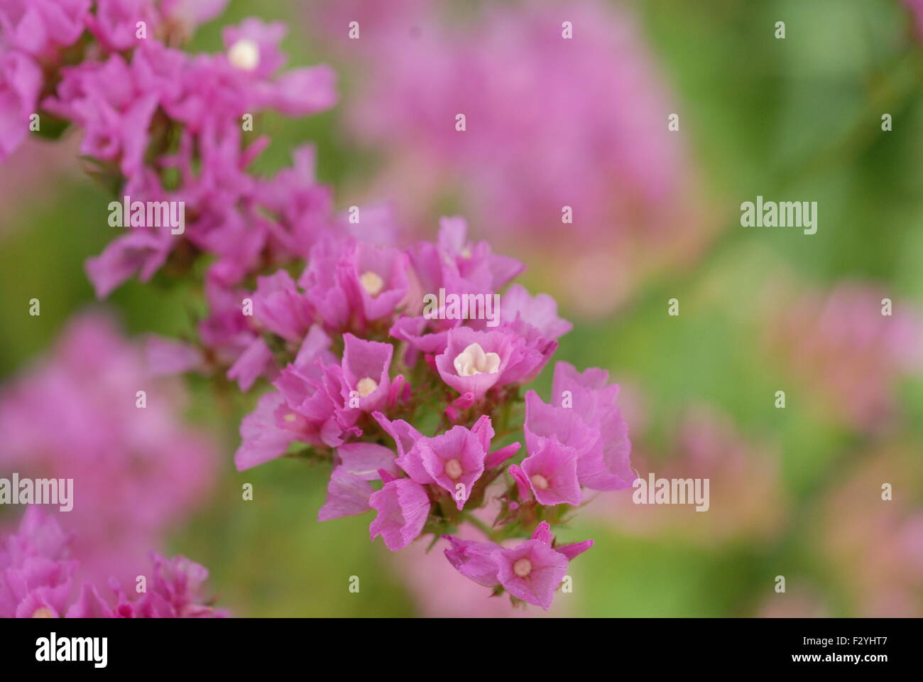 Statice england hi-res stock photography and images - Alamy