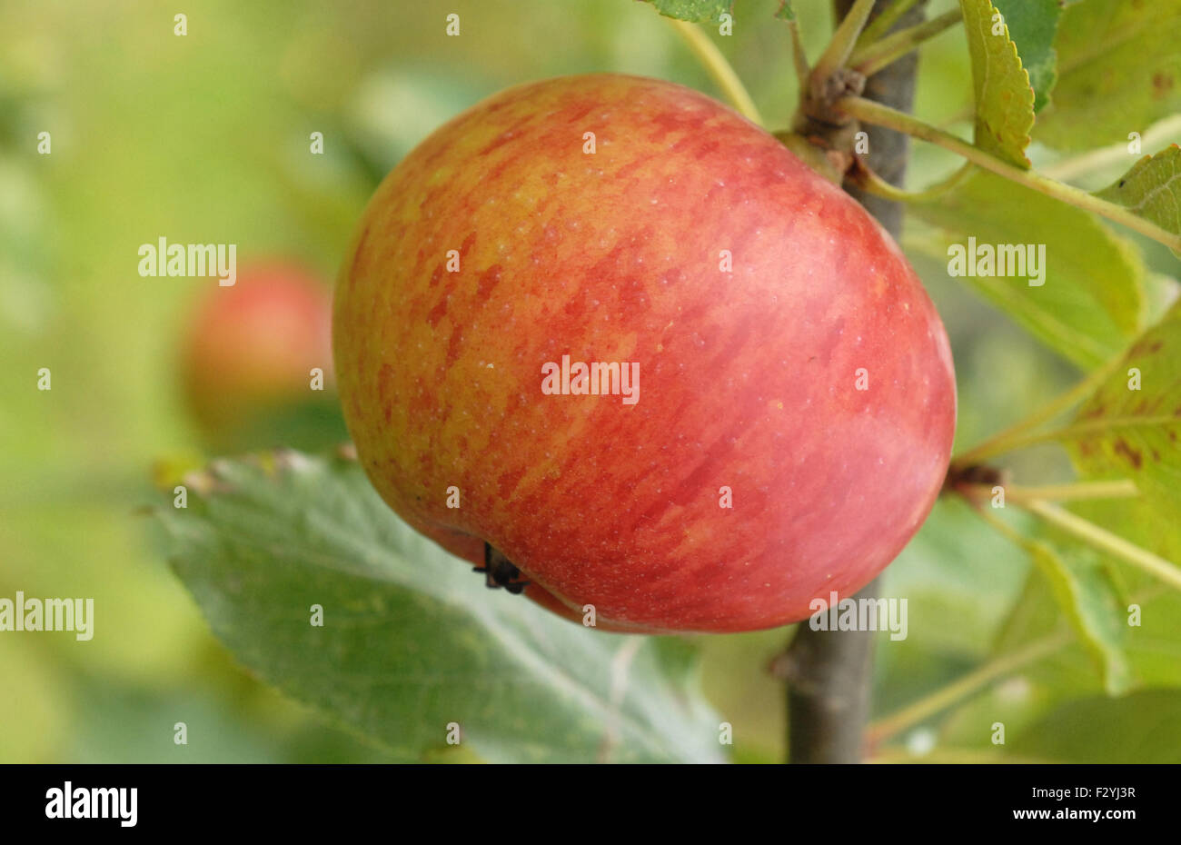 Eating apple, Malus domestica discovery Stock Photo - Alamy