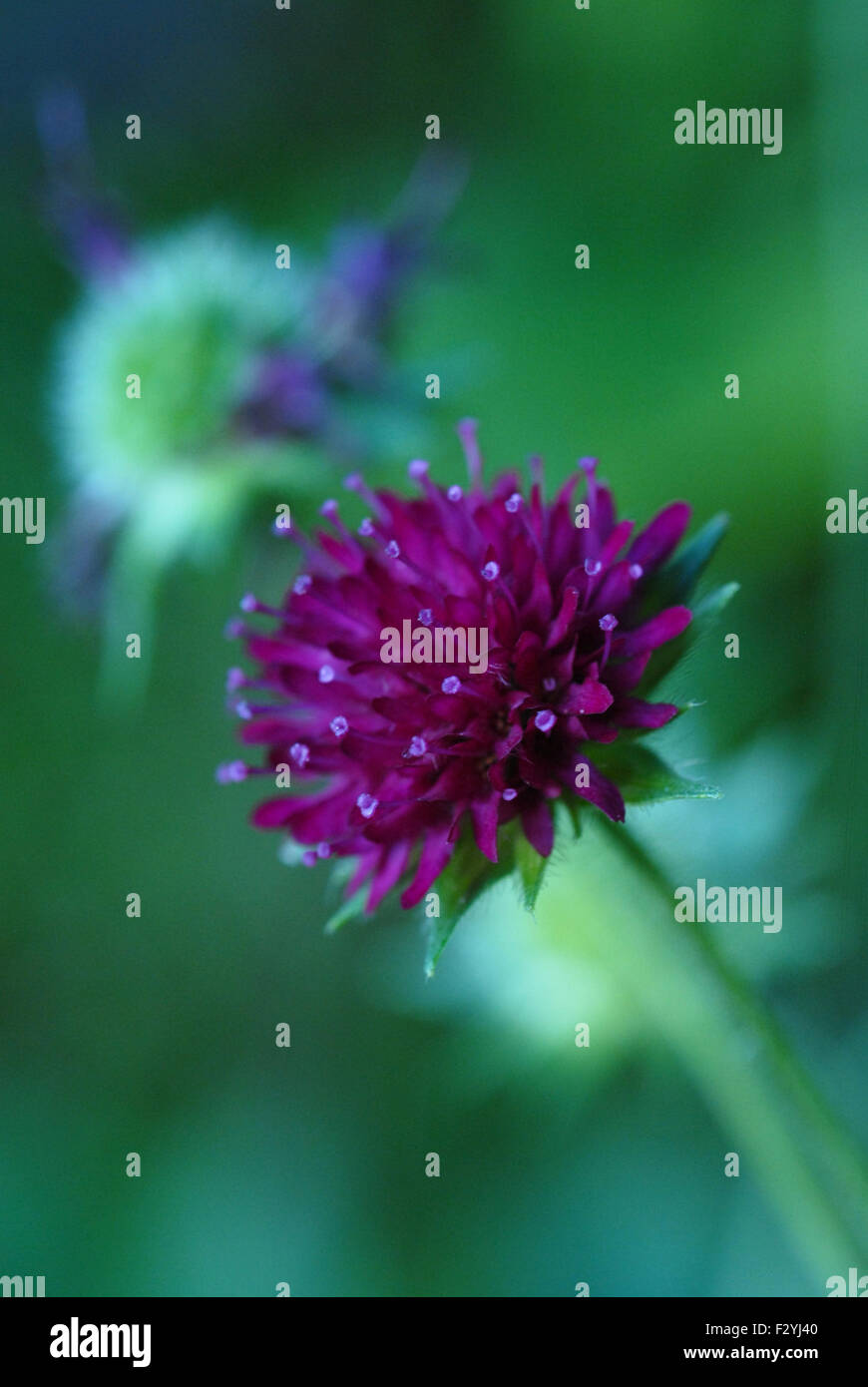Knautia macedonica flowers hi-res stock photography and images - Alamy