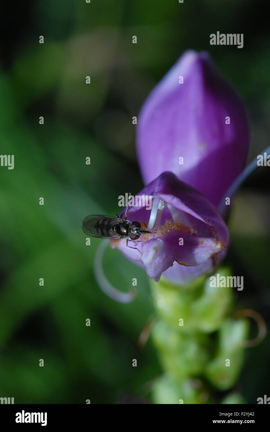 Chelone Obliqua, turtle head flower Stock Photo - Alamy