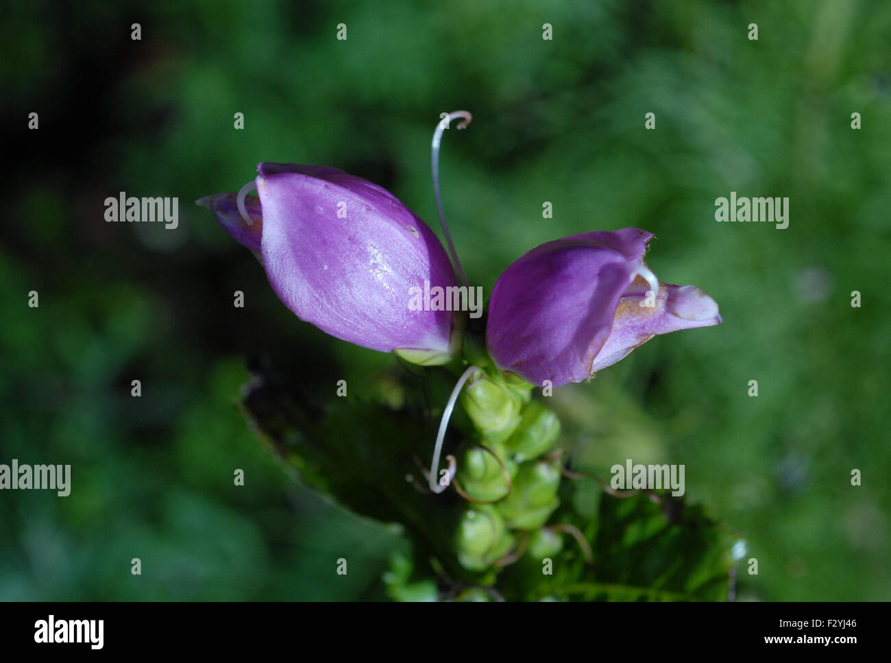 Chelone Obliqua, turtle head flower Stock Photo - Alamy