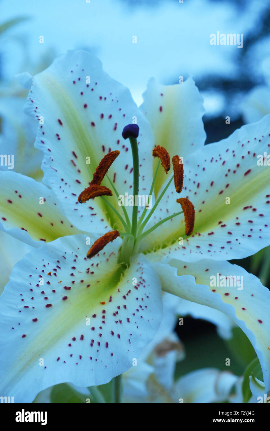 close up lily flower Stock Photo - Alamy