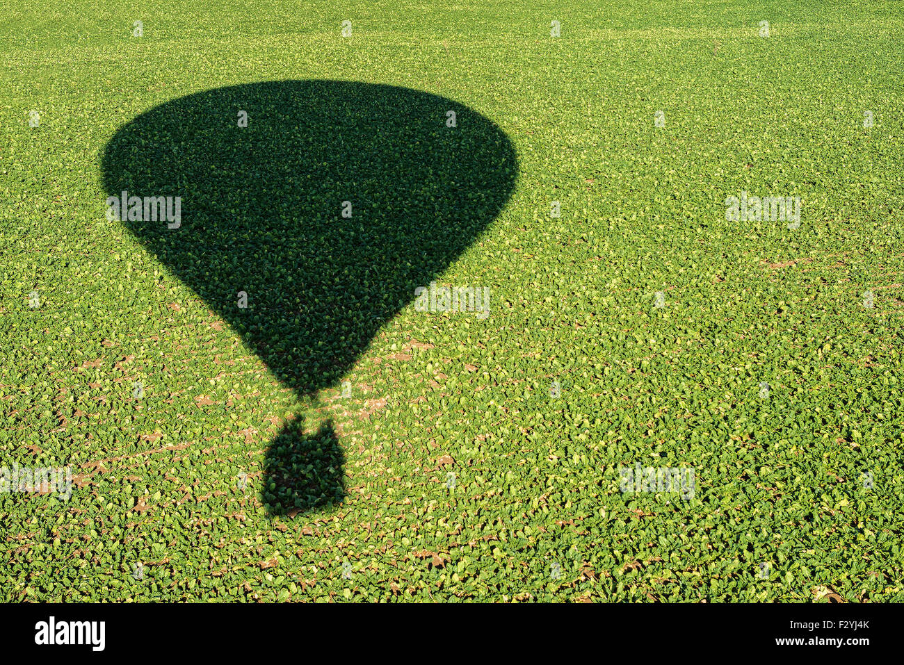 Hot air balloon group hi-res stock photography and images - Alamy