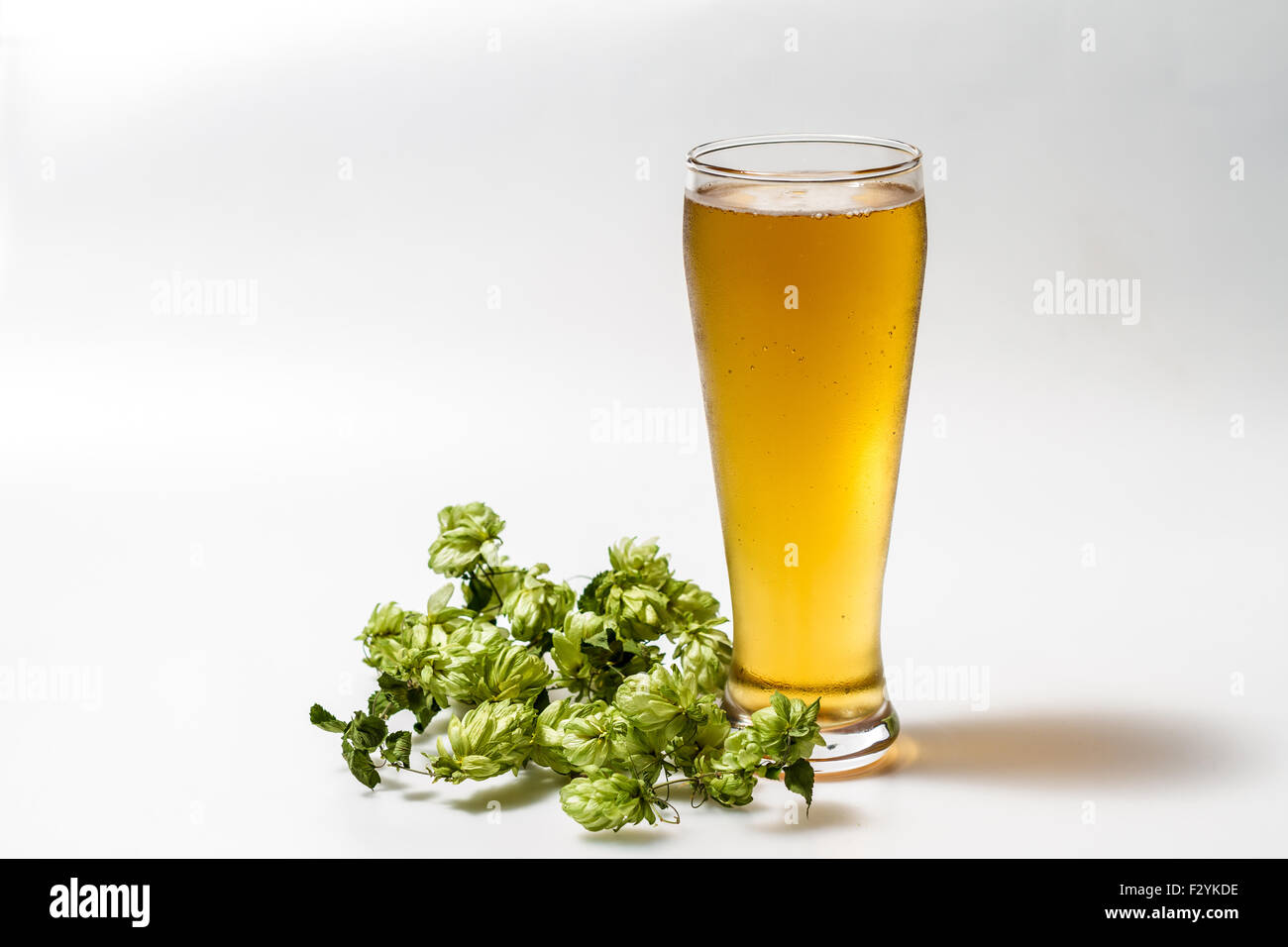 Light beer and hop isolated on white background Stock Photo - Alamy