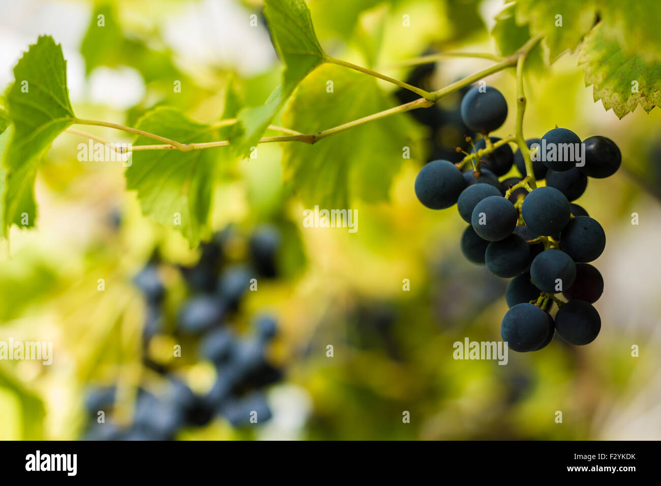 Bunch Bunches Of Grapes Grape Vine Vines High Resolution Stock ...