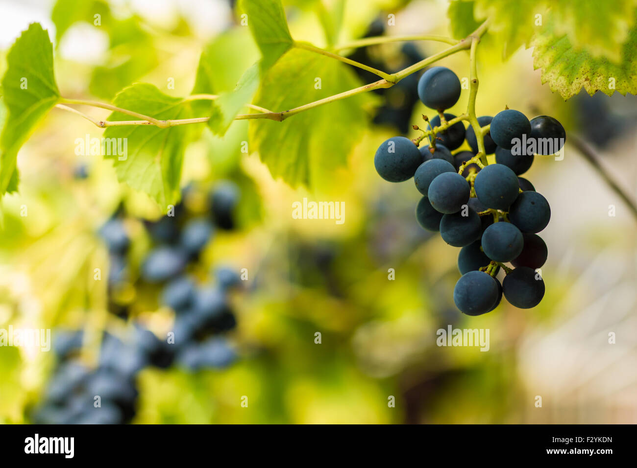 Row of vines with grapes and vine leafs Stock Photo - Alamy