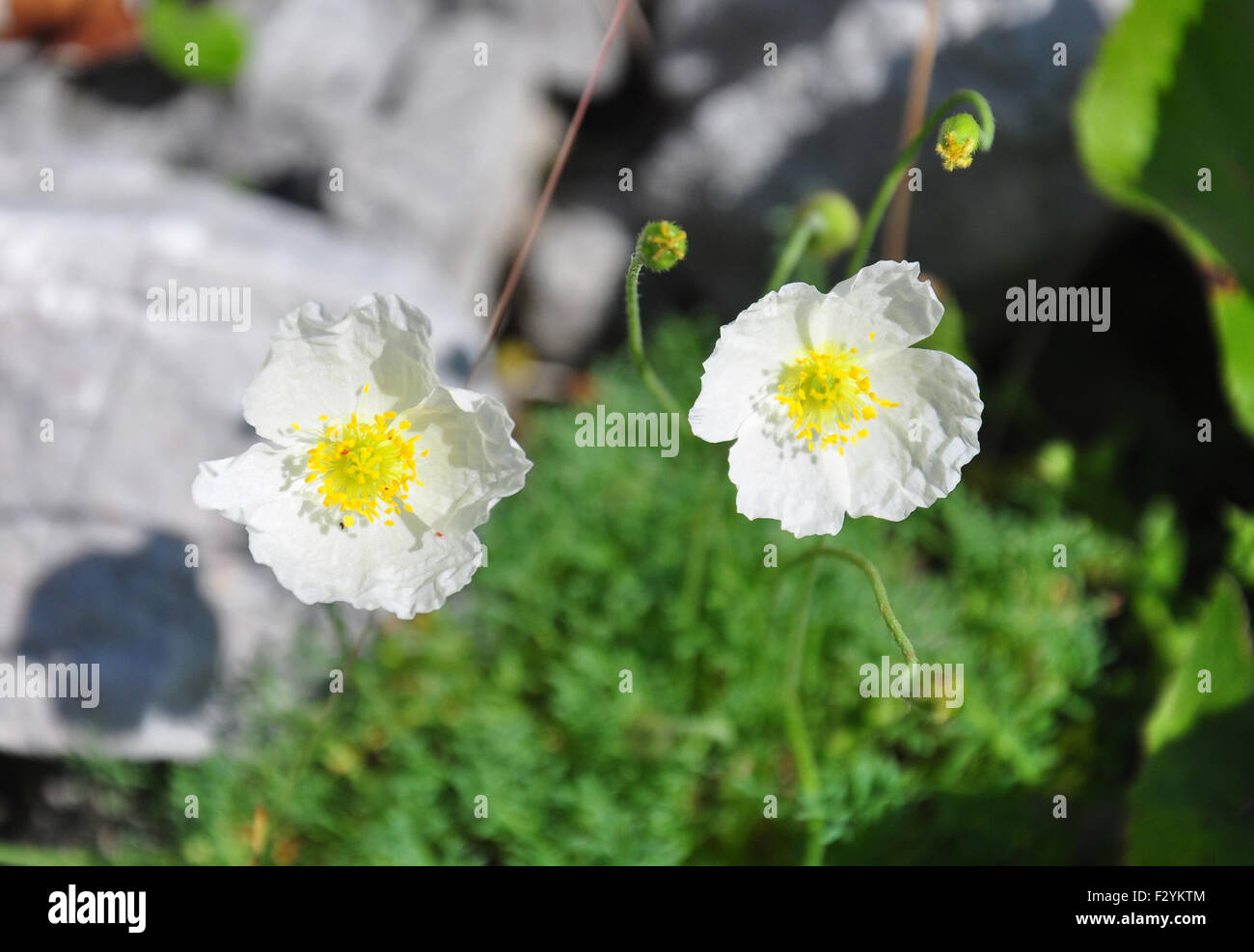 Dwarf poppy papaver alpinum hi-res stock photography and images - Alamy