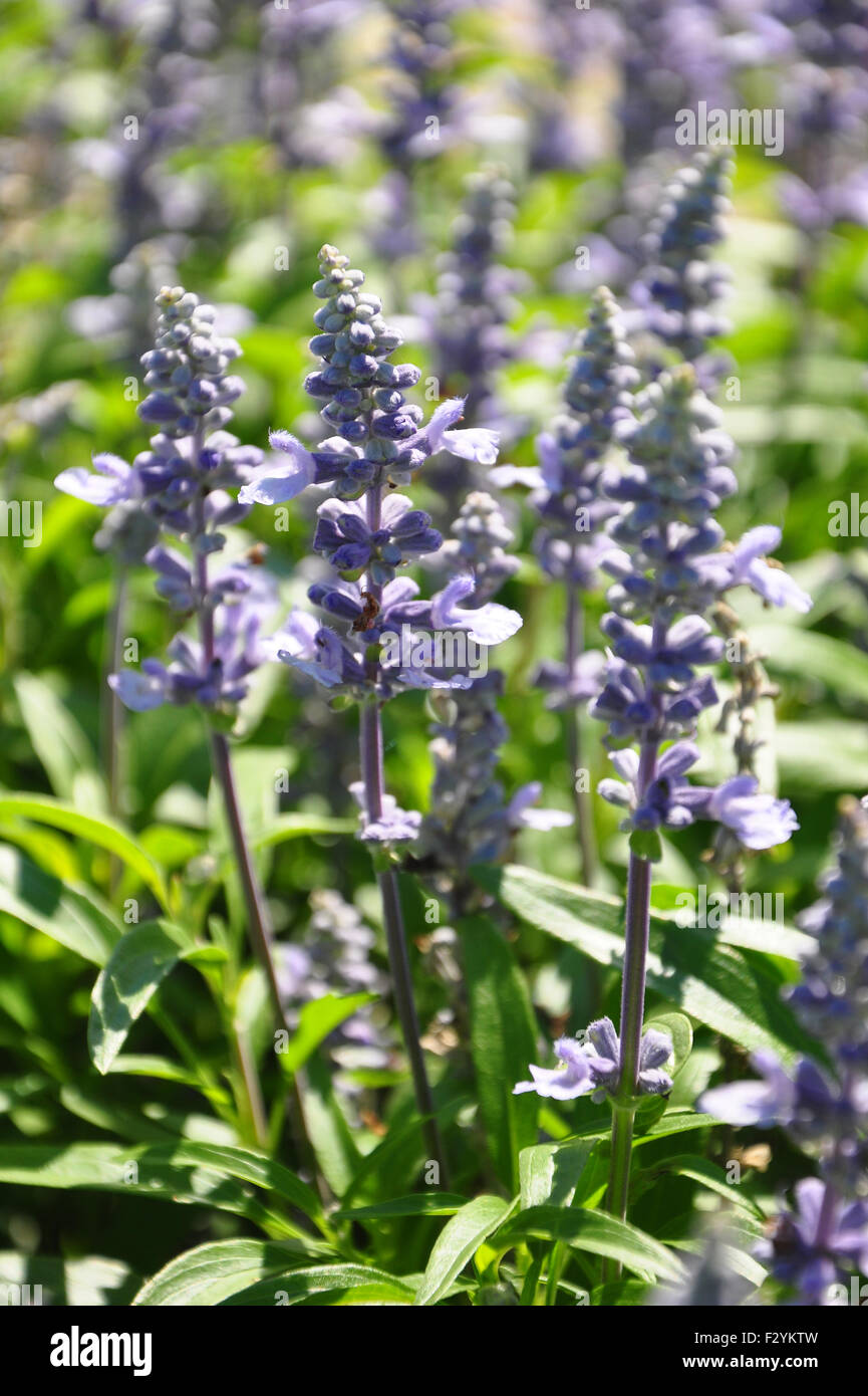Mealy sage (Salvia farinacea Stock Photo - Alamy