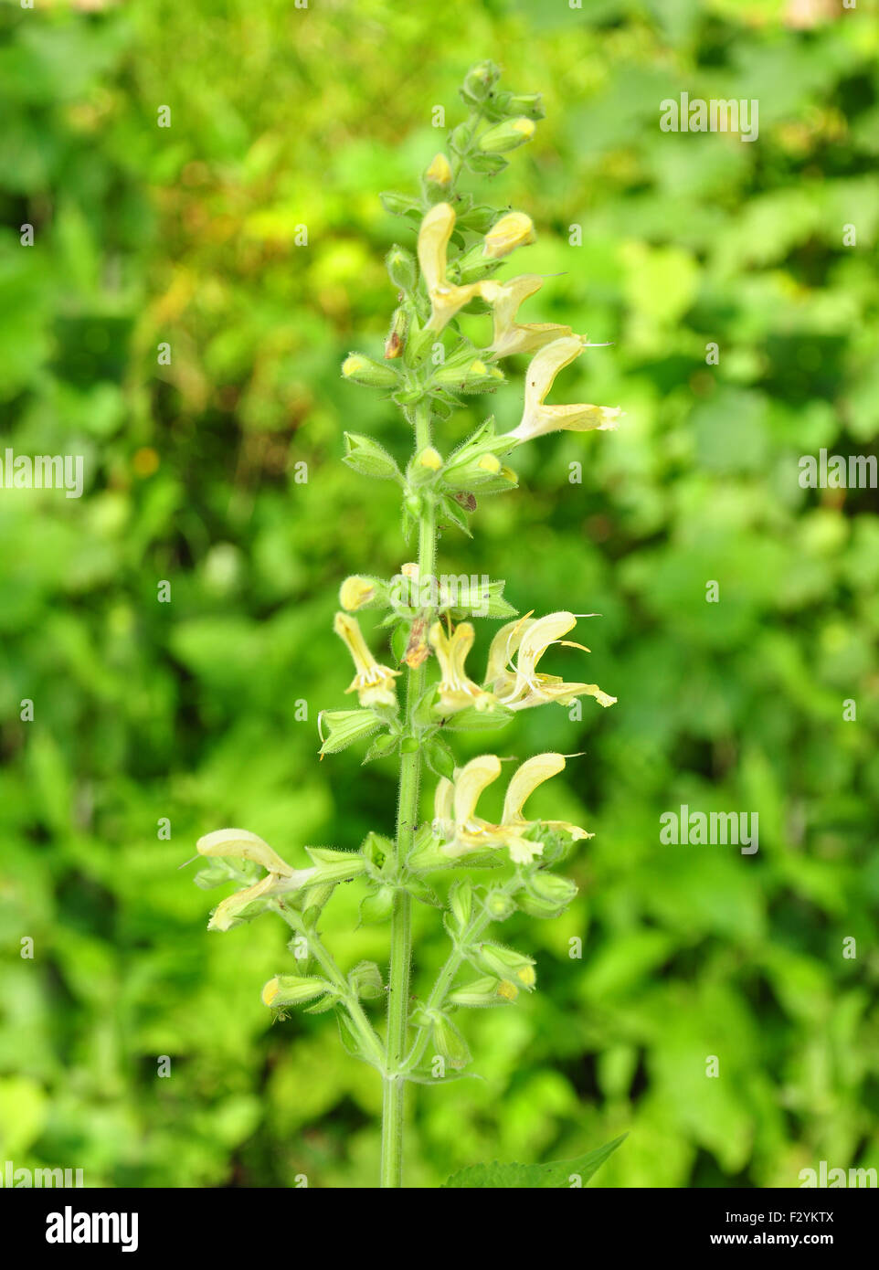 Sticky sage (Salvia glutinosa Stock Photo - Alamy