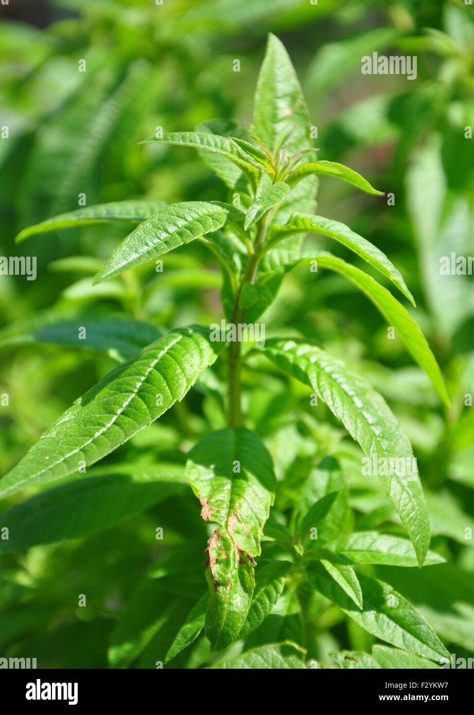 Sweetleaf hi-res stock photography and images - Alamy