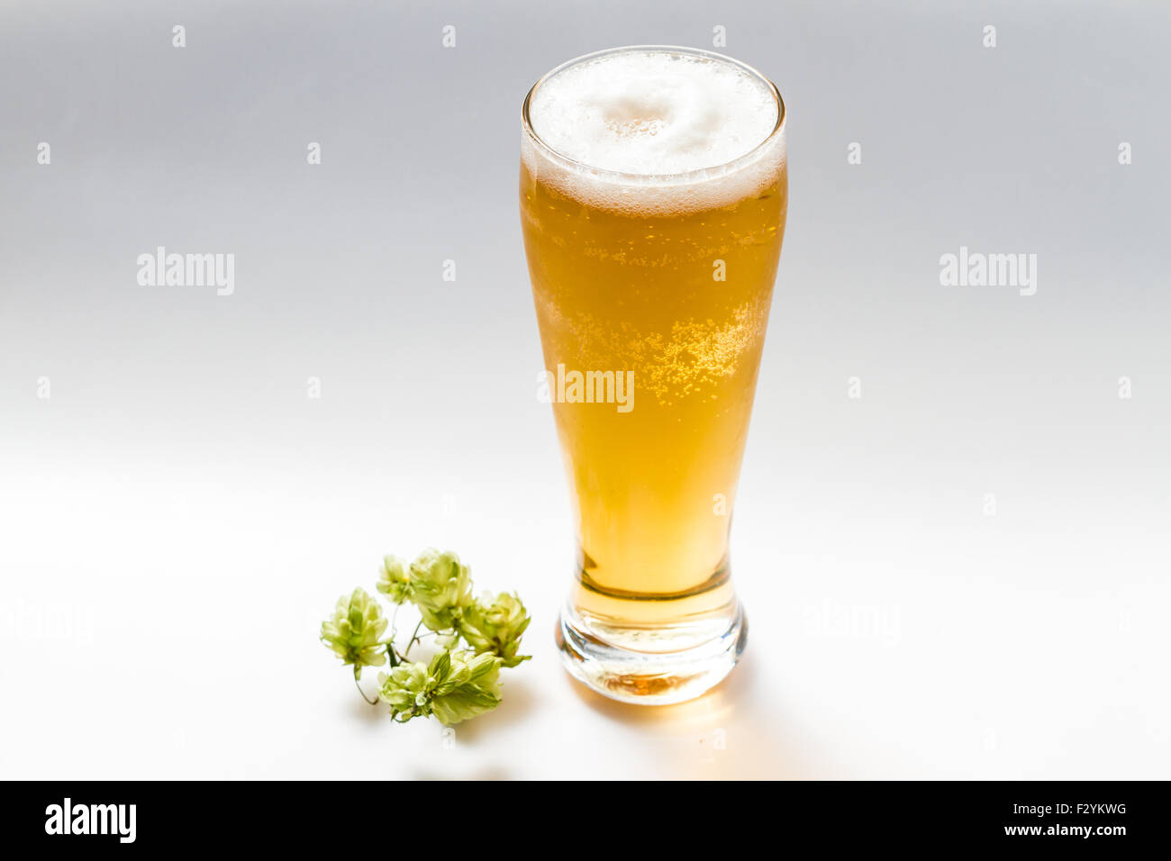 Light beer and hop isolated on white background Stock Photo - Alamy