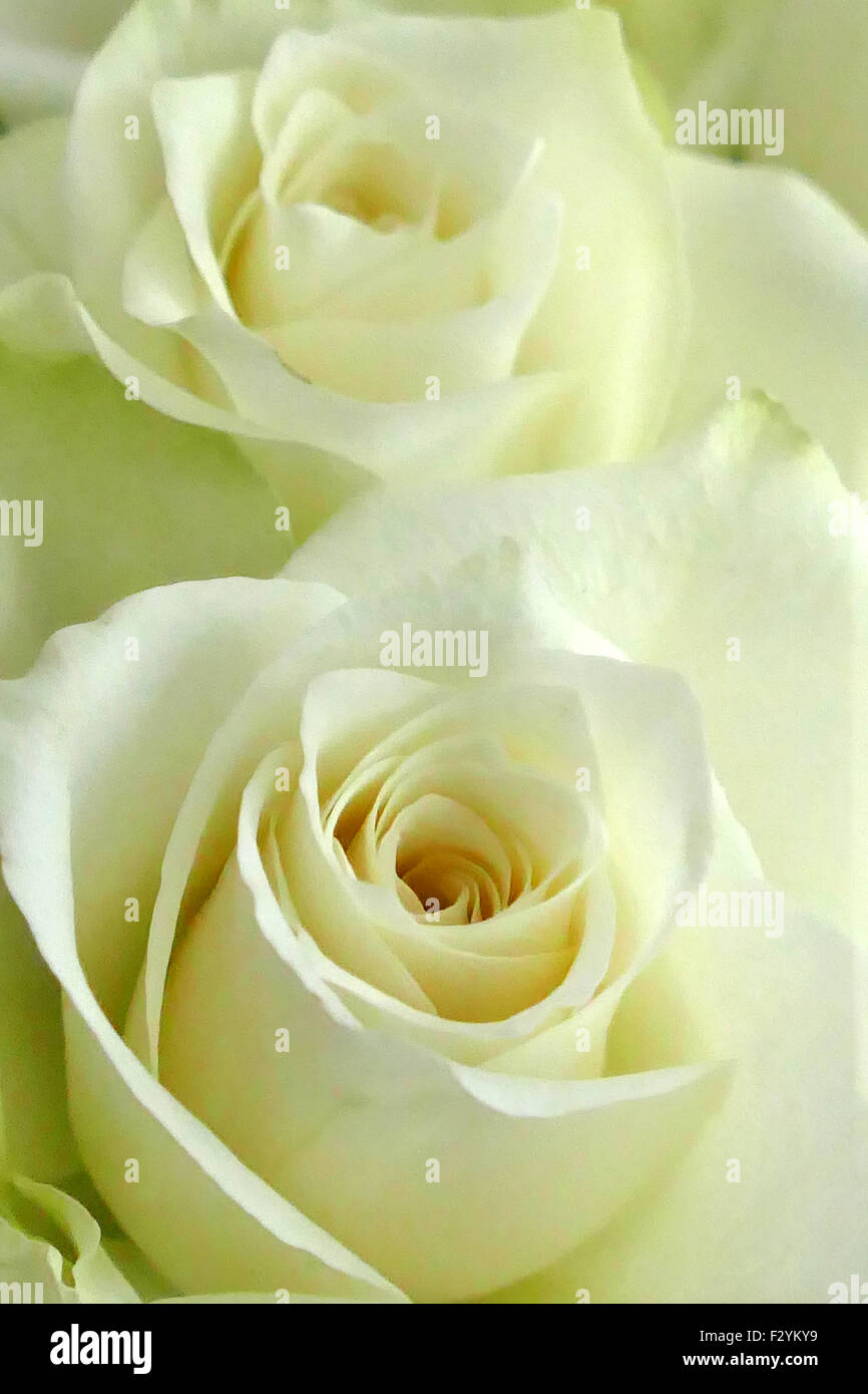 White perfumed rose hi-res stock photography and images - Alamy