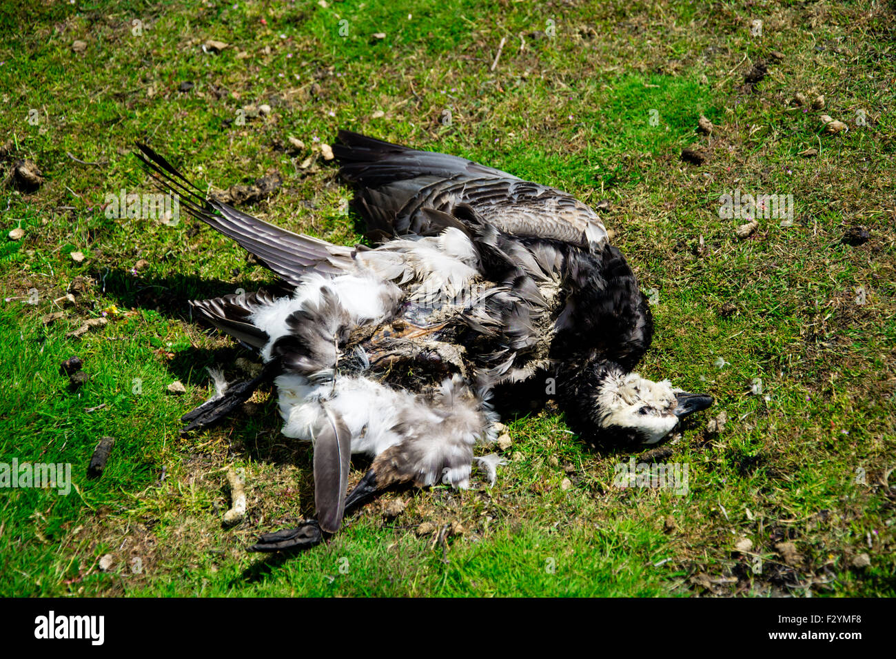 dead bird on the ground Stock Photo - Alamy