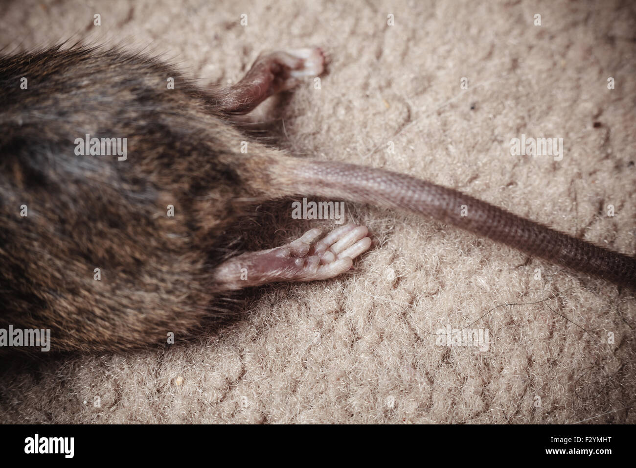 Closeup on the tail and body of a dead mouse Stock Photo - Alamy