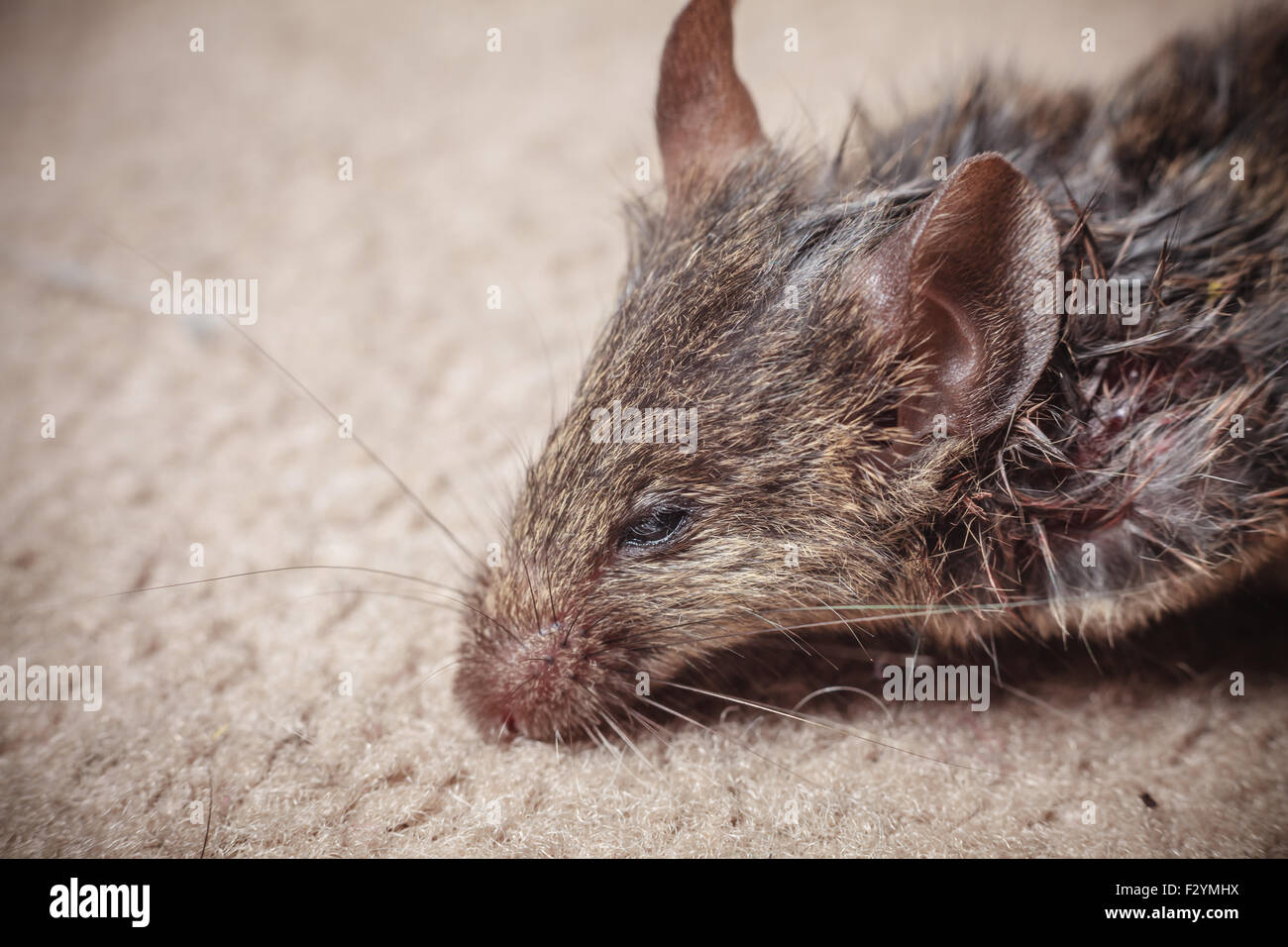 Small dead rat hi-res stock photography and images - Alamy