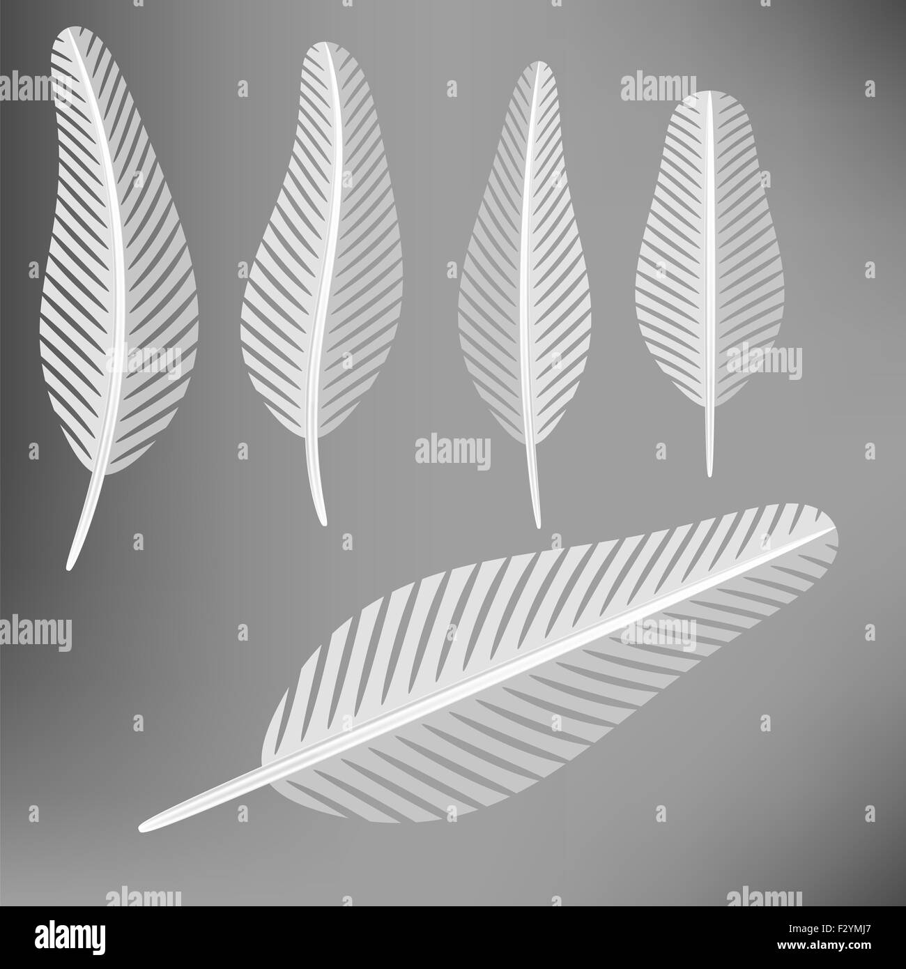 Set of Grey Feathers Stock Photo - Alamy