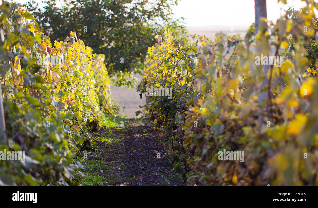 Sunny traditional vineyard with eco ripe grape Stock Photo - Alamy