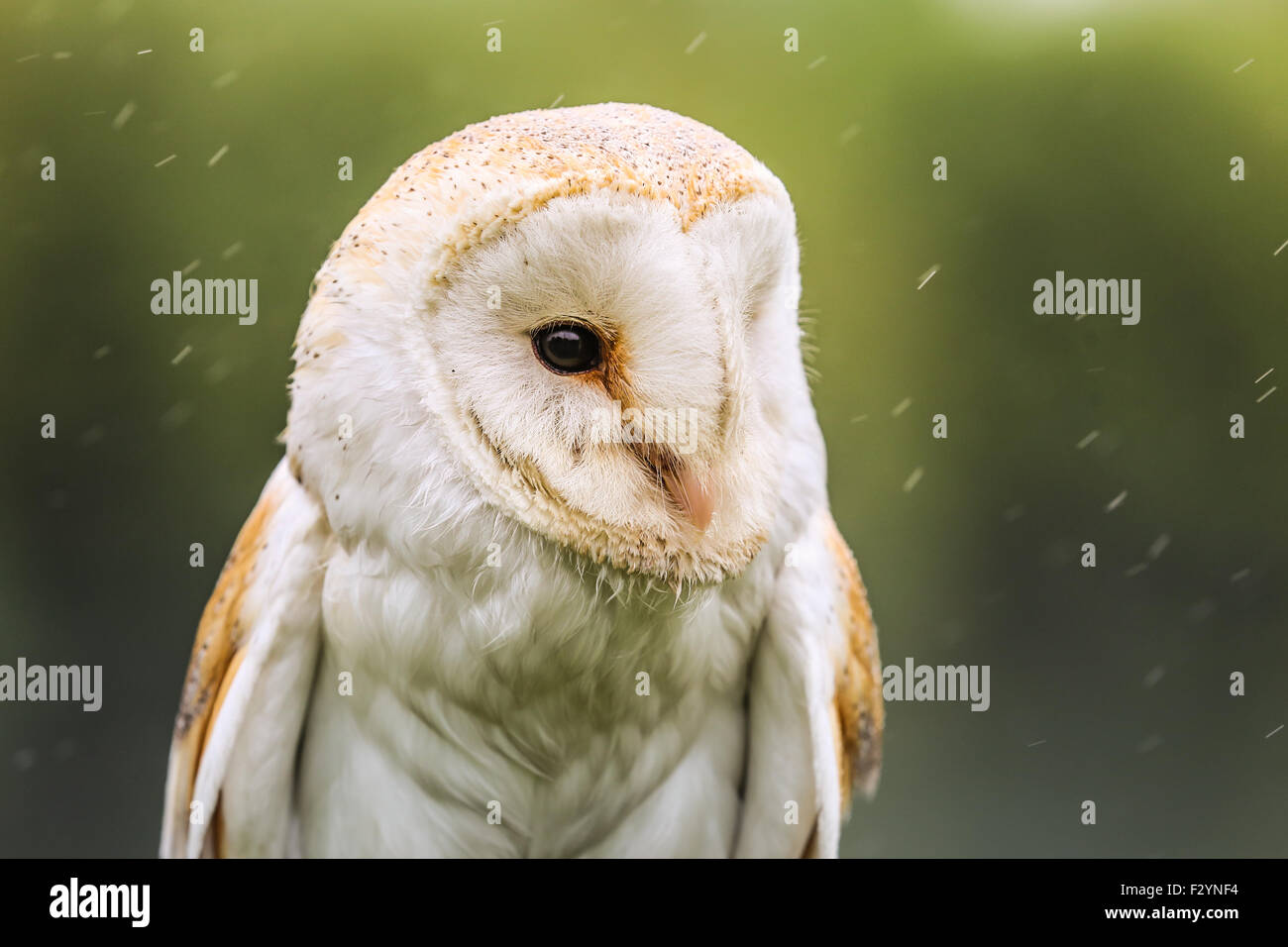 Close up photograph taken of a Barn Owl in the rain Stock Photo - Alamy