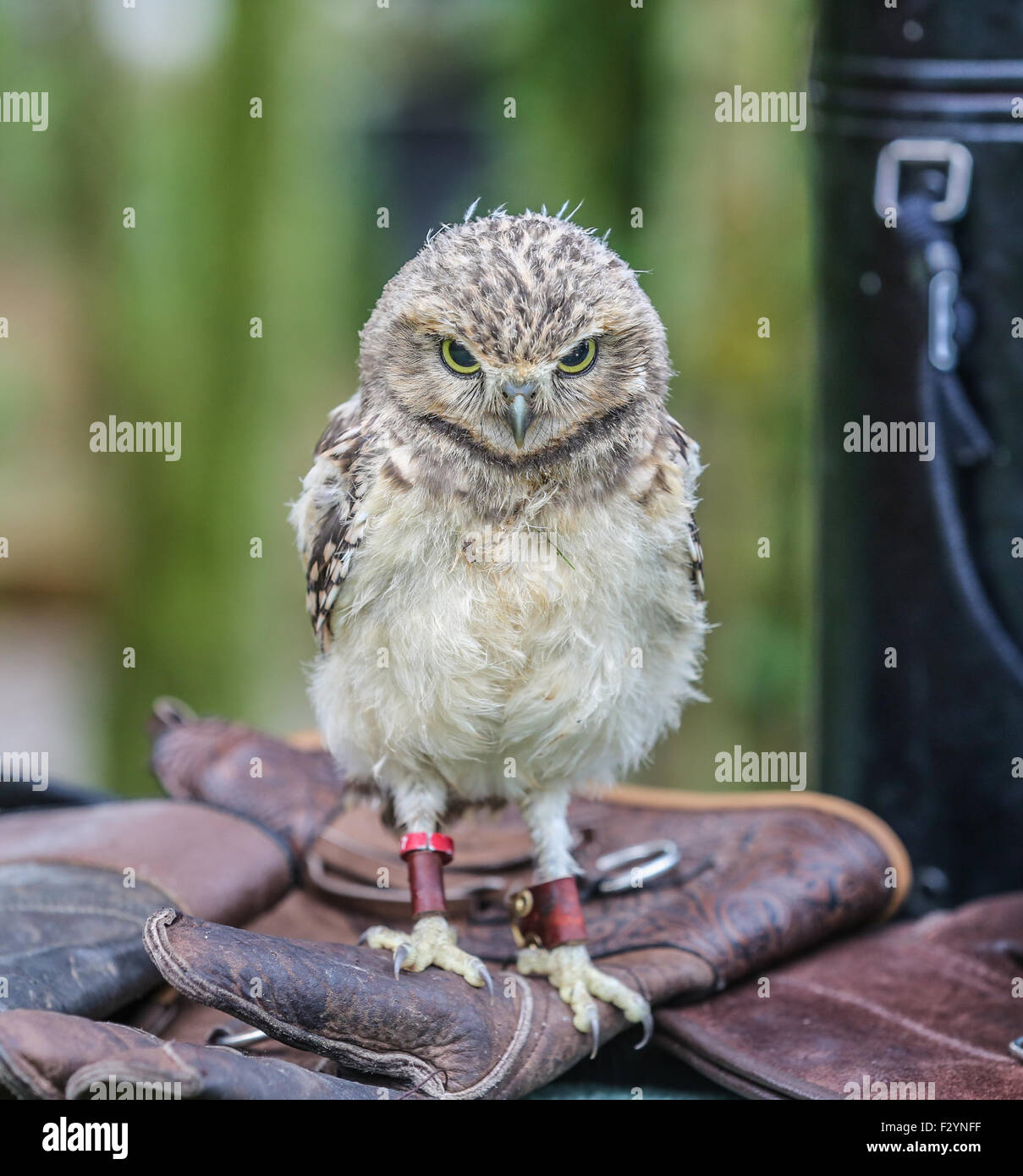 Cute Baby Burrowing Owls