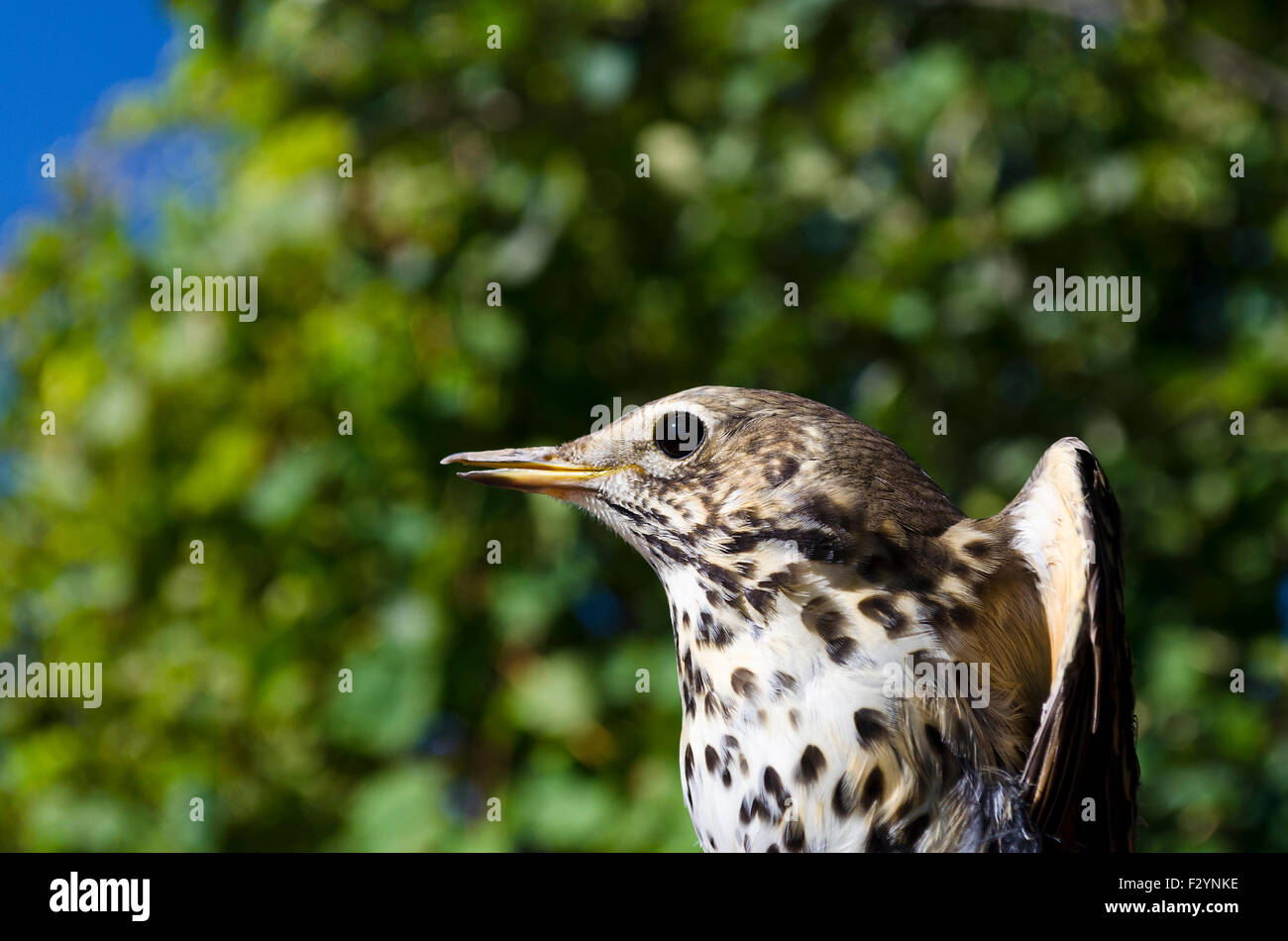 Small bird in the wild nature staring with curiosity Stock Photo - Alamy