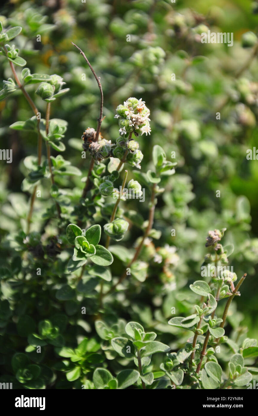 Lemon thyme (Thymus citriodorus Stock Photo - Alamy