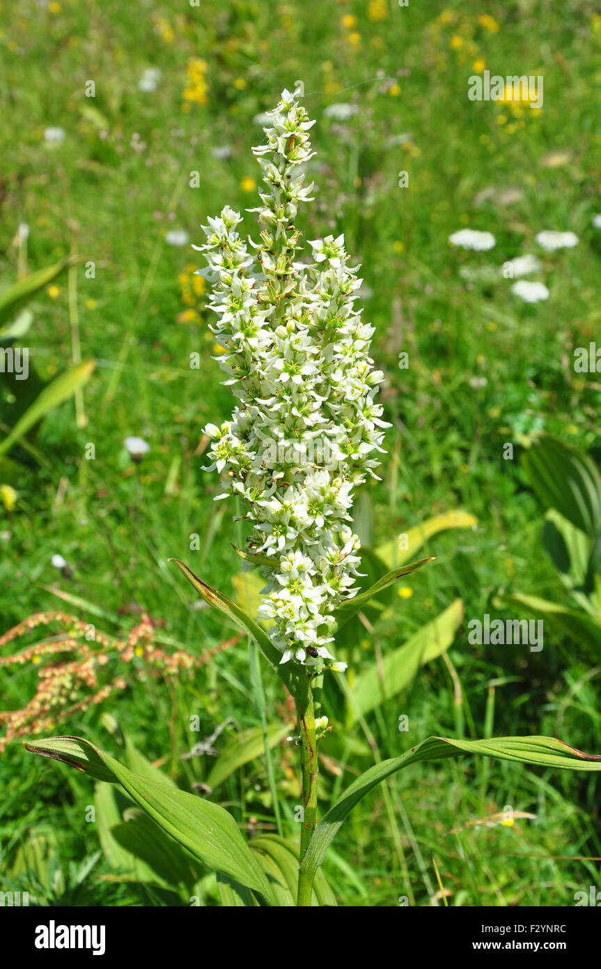 White false helleborine (Veratrum album Stock Photo - Alamy