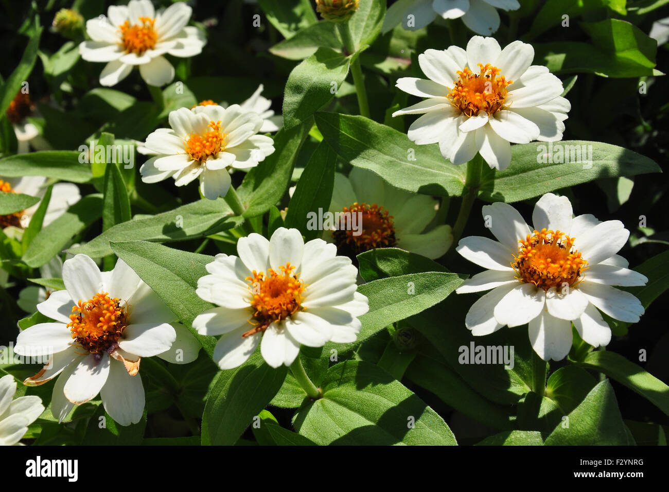 Zinnia angustifolia hi-res stock photography and images - Alamy