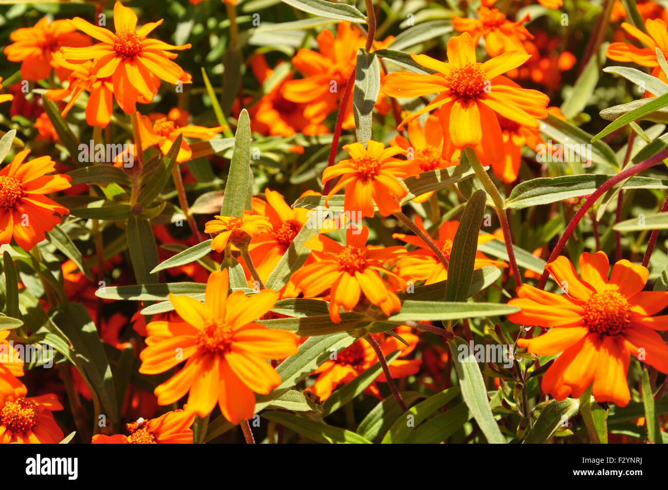 Narrowleaf zinnia (Zinnia angustifolia Stock Photo - Alamy