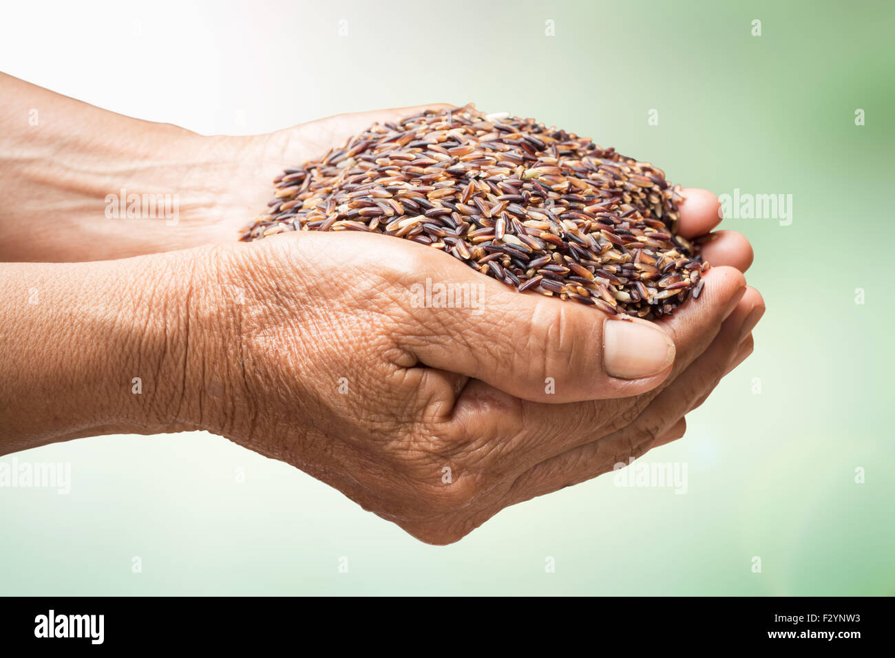 raw rice in hands holding isolated on blur background Stock Photo - Alamy