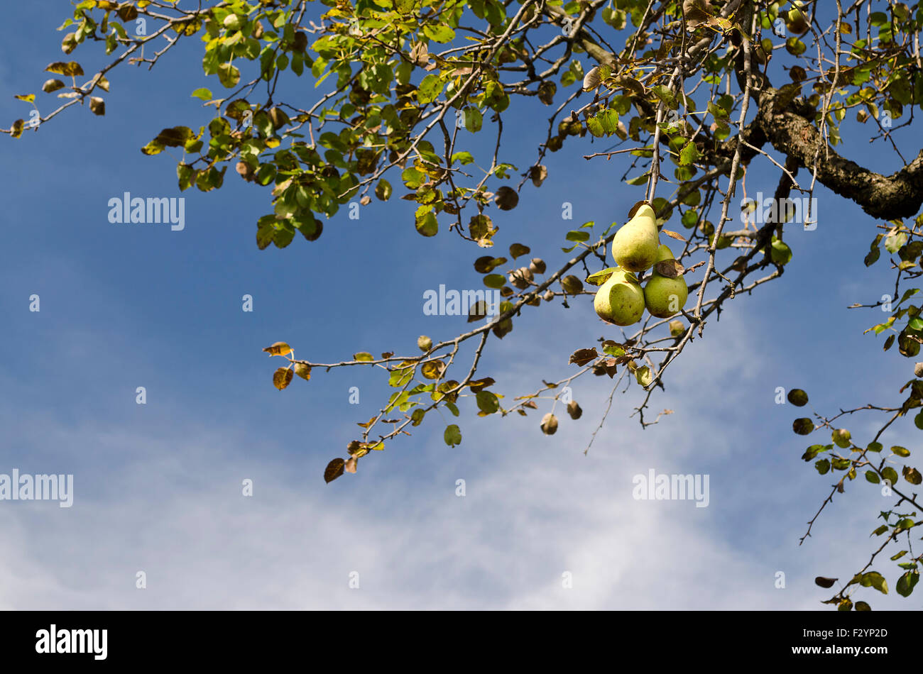 Autumn pear tree hi-res stock photography and images - Alamy