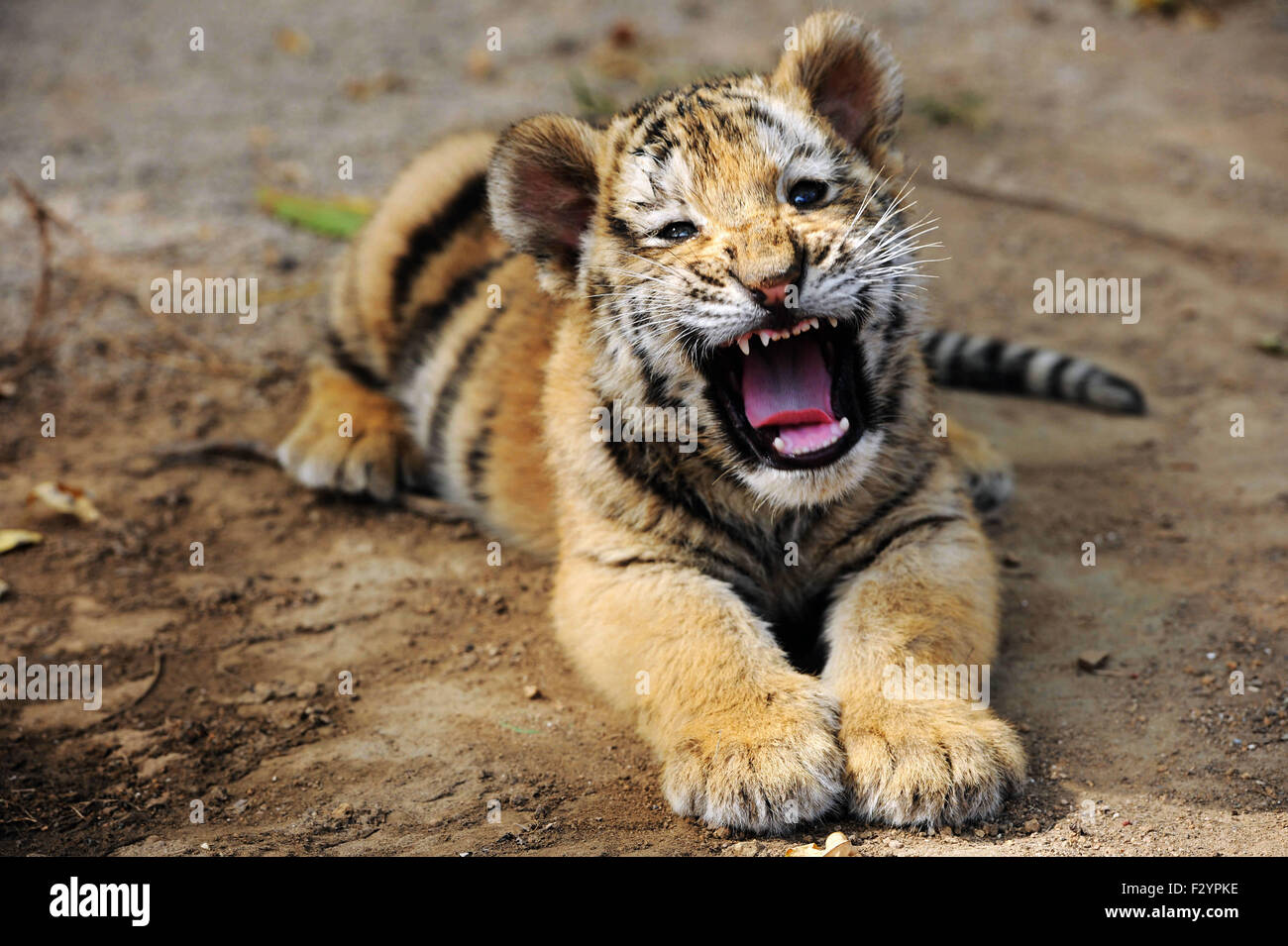 African tiger and cubs hi-res stock photography and images - Alamy