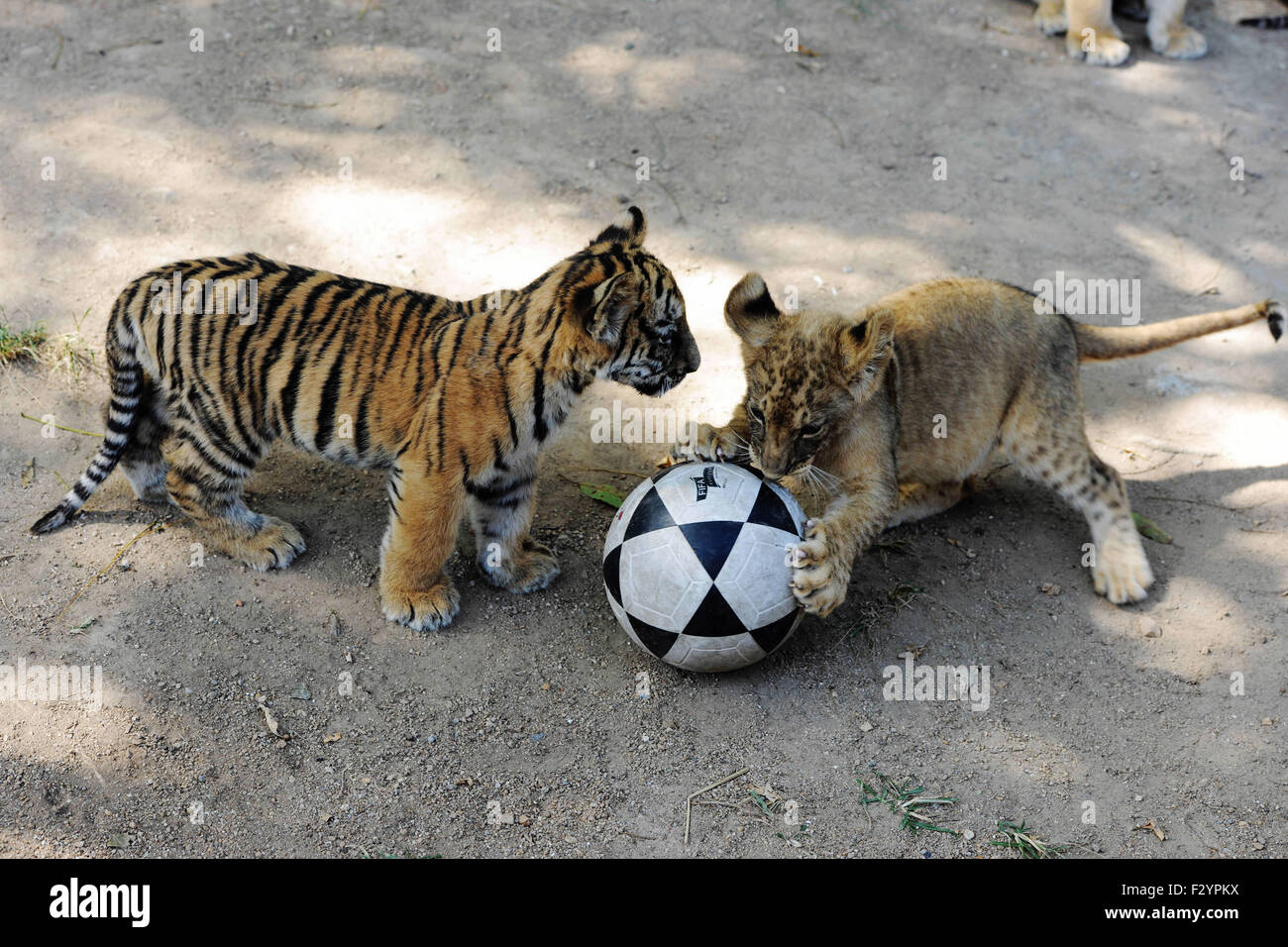Manchurian tiger hi-res stock photography and images - Alamy