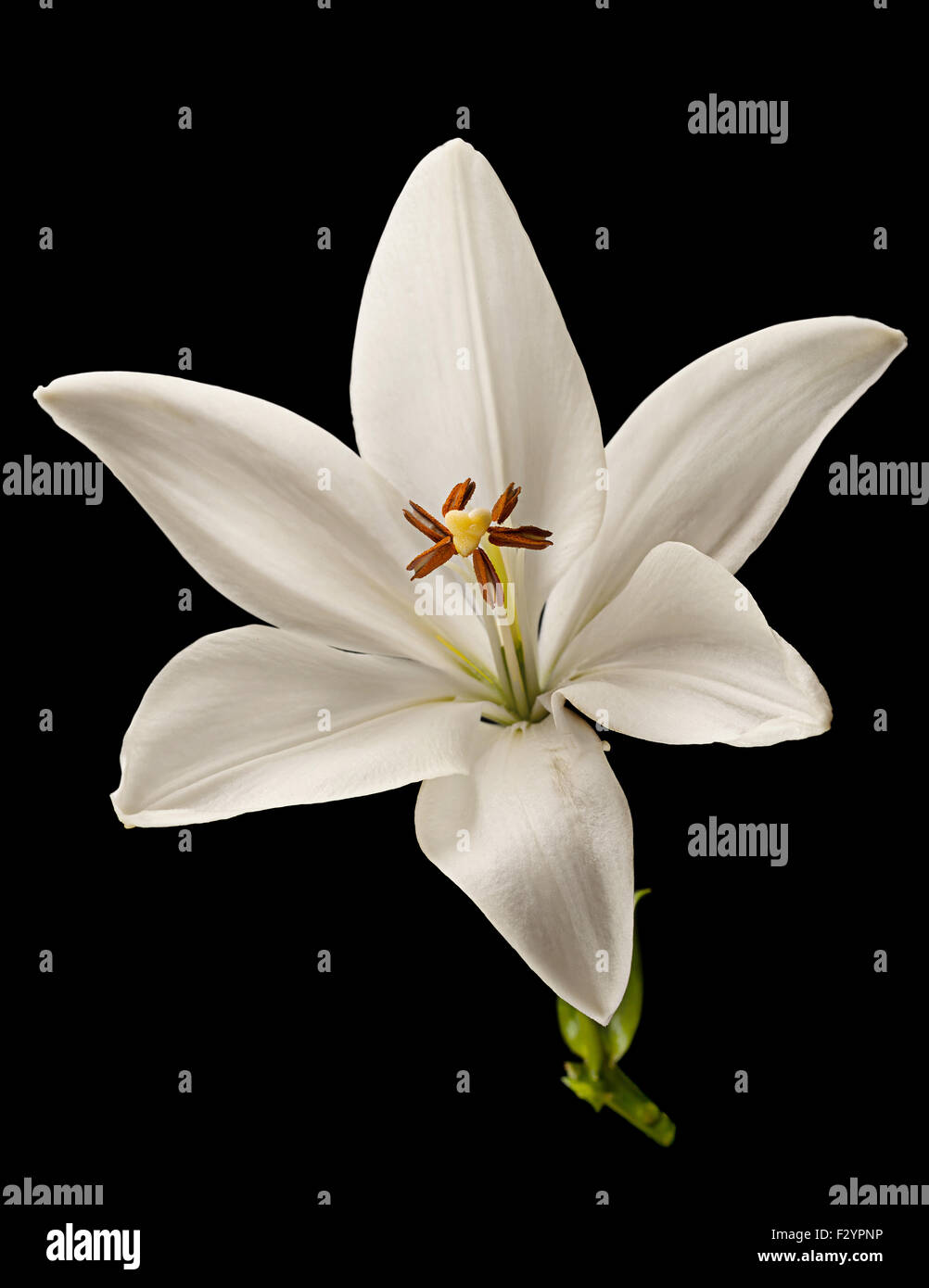 White lily flower head closeup isolated on black Stock Photo - Alamy