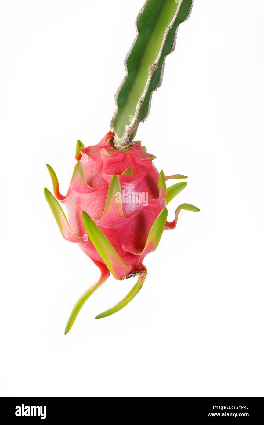 Dragon fruit on white background Stock Photo - Alamy