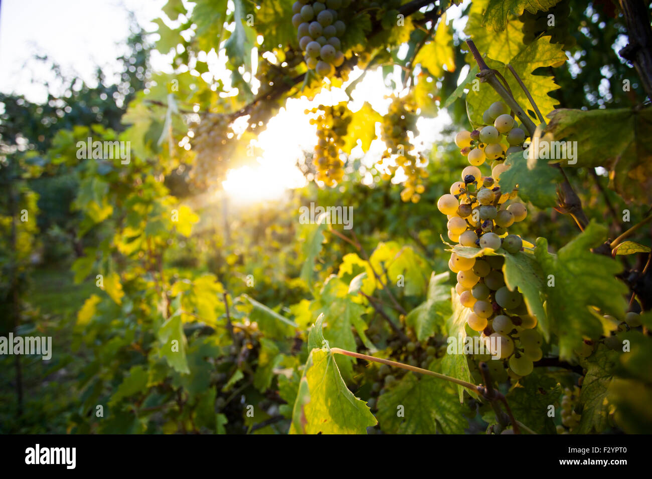 Sunny traditional vineyard with eco ripe grape Stock Photo - Alamy