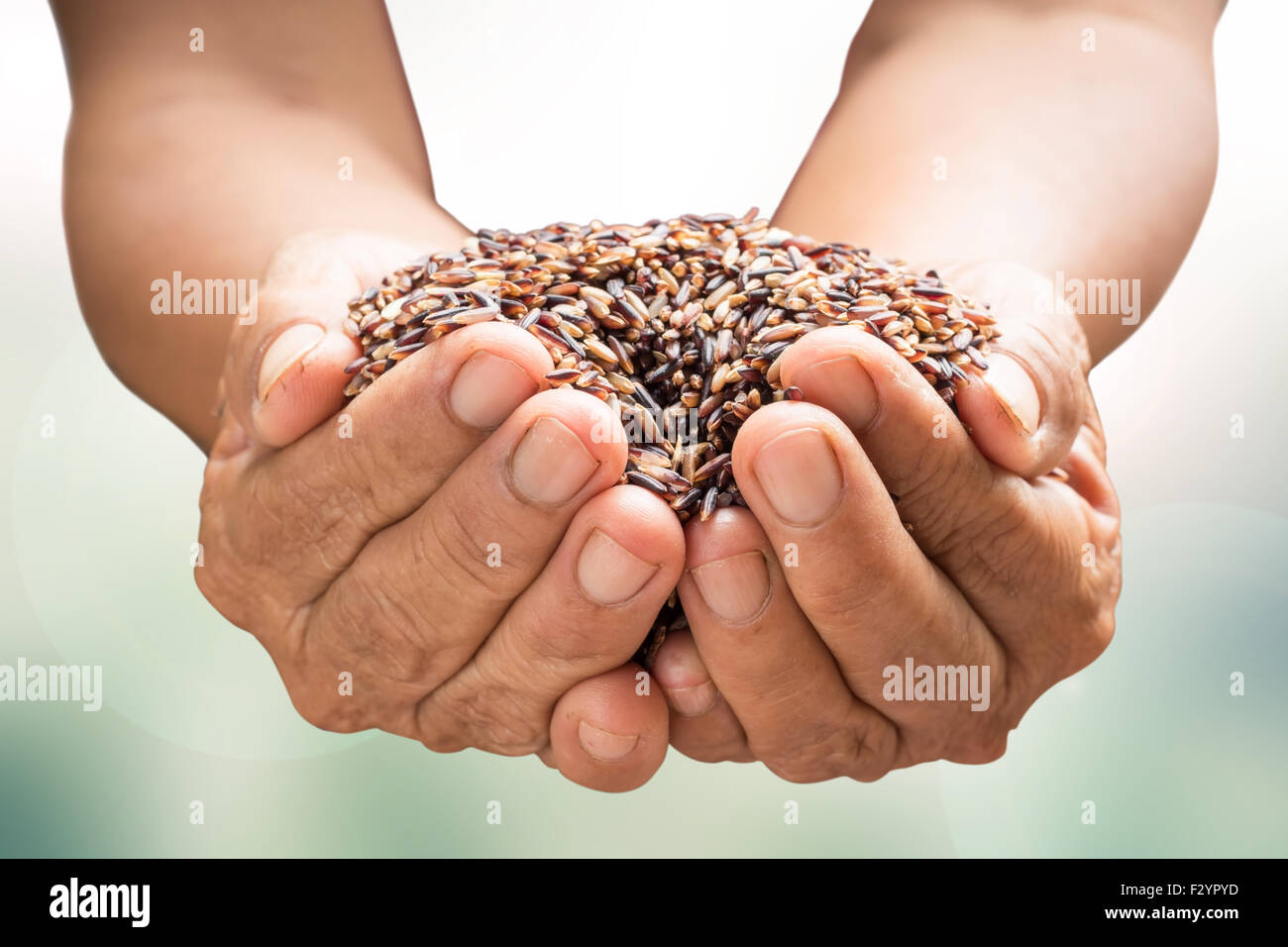 raw rice in hands holding isolated on blur background Stock Photo - Alamy