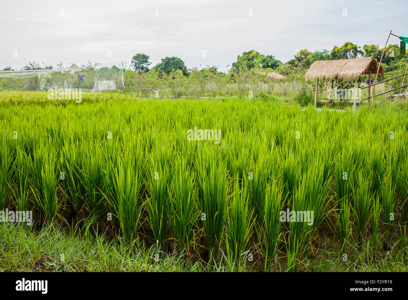 Rice fields in Thailand Stock Photo - Alamy