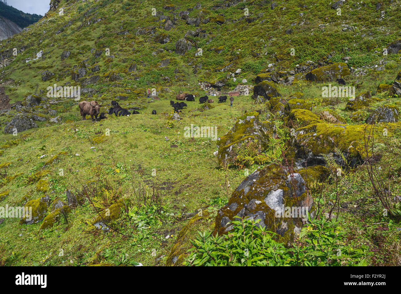 Yak cattle graze on the high slopes of Himalayas watched over by Brokpa ...