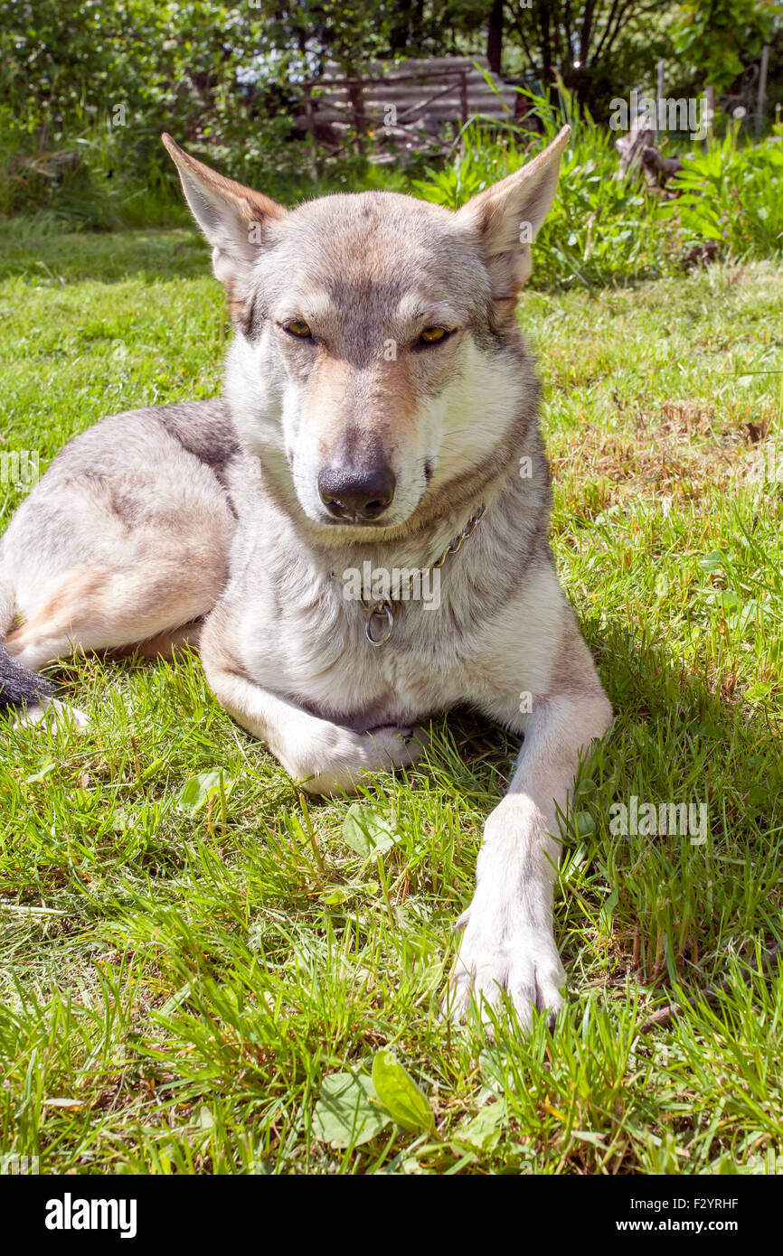 Czechoslovakian wolf hi-res stock photography and images - Alamy