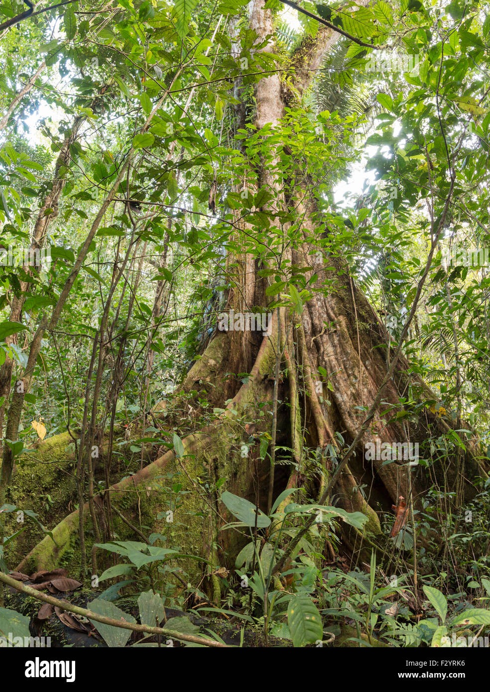 Rainforest trunk amazon bark big buttress ecuador forest giant green ...