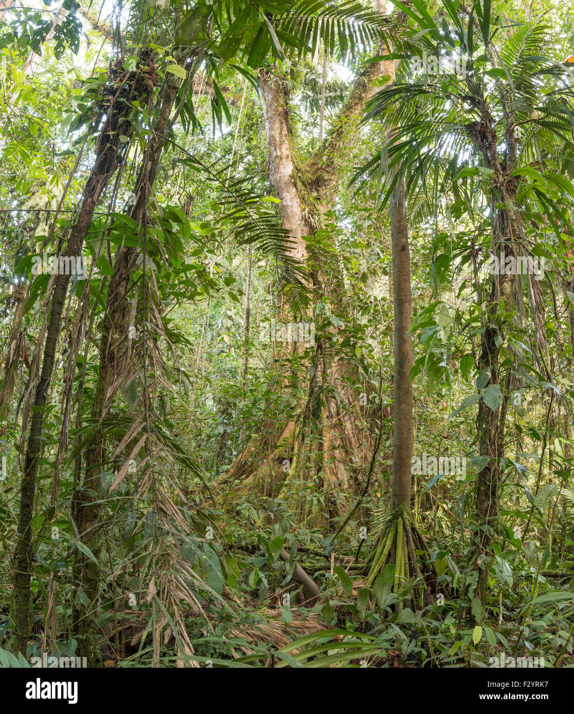 Kapok tree hi-res stock photography and images - Alamy