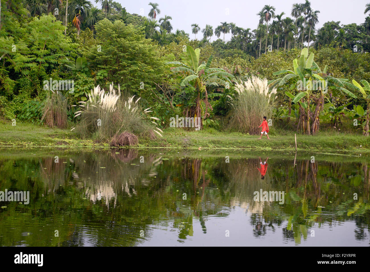 Kansh phool hi-res stock photography and images - Alamy