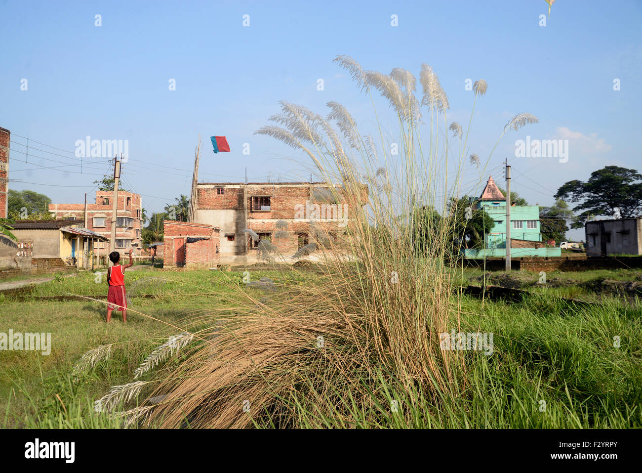 Kansh phool hi-res stock photography and images - Alamy